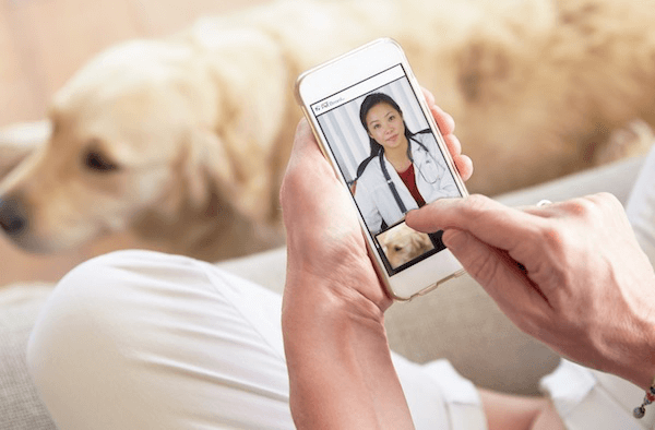 ペットの健康と食事を見守る。 遠隔操作も可能！ スマートごはんサーバー「hachi tama（ハチタマ）」 | GREENFUNDING